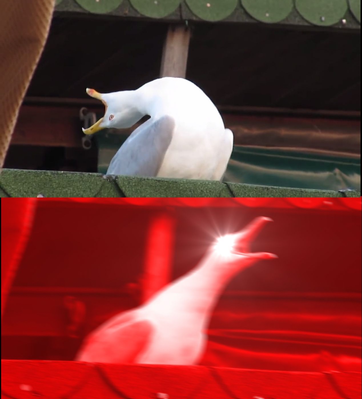 Screaming Bird Meme Generator Pi ata Farms The Best Meme Generator 