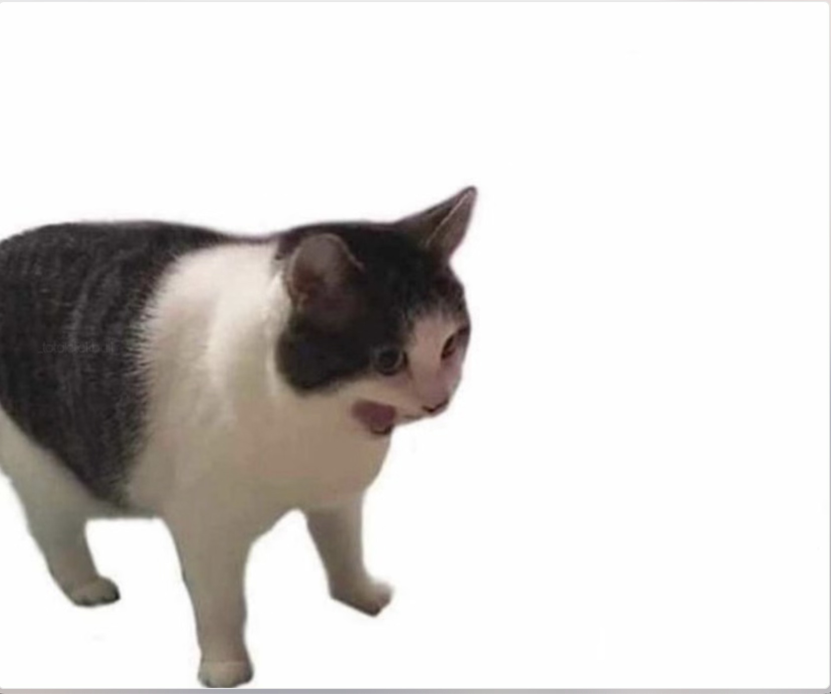 Yelling Cat Meme Generator Pi ata Farms The Best Meme Generator And 
