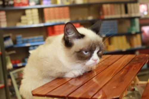 Grumpy Cat Table Meme Generator Pi ata Farms The Best Meme 