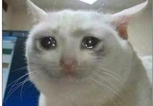Crying Cat Meme Template Pi ata Farms The Best Meme Maker And Crying Cat Meme Template Pi ata Farms The Best Meme Maker And